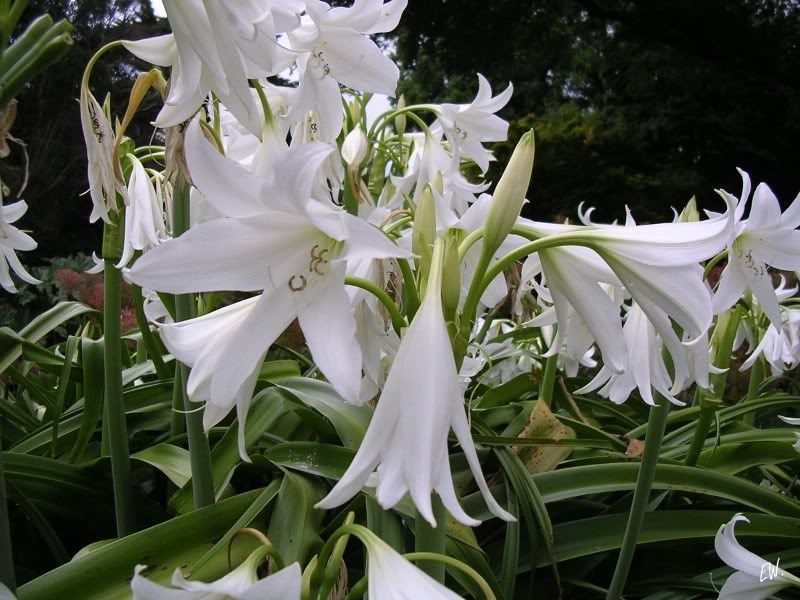 Кринум (Crinum spp.) | molbiol.ru
